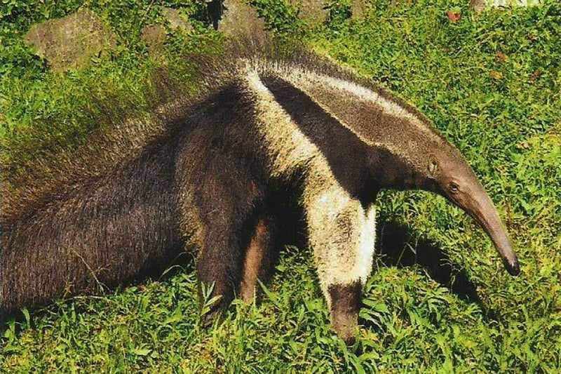 Giant Anteater