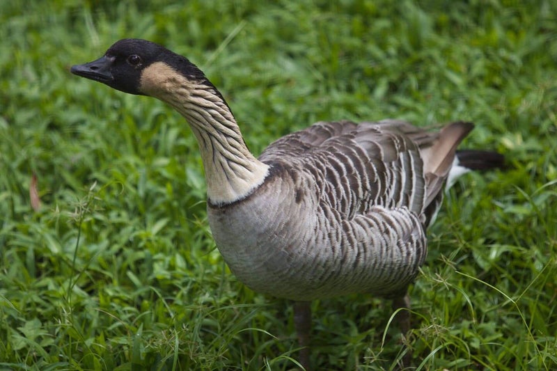 Native Hawaiian Birds