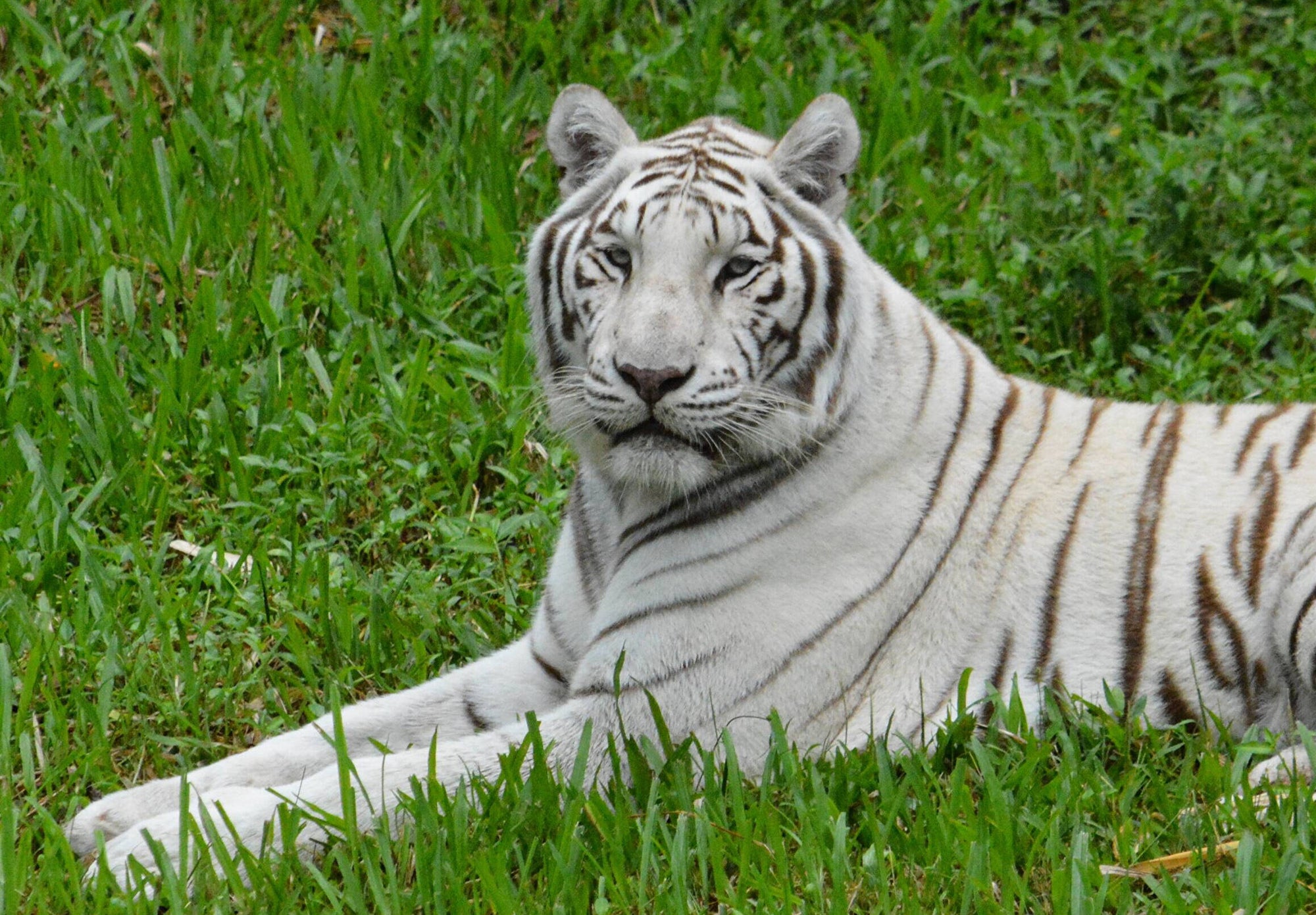 Mammals
