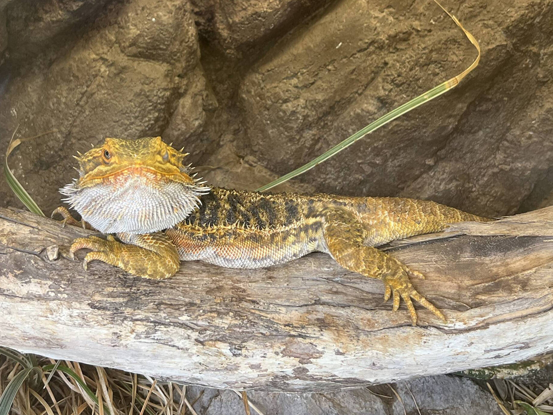 Bearded Dargon